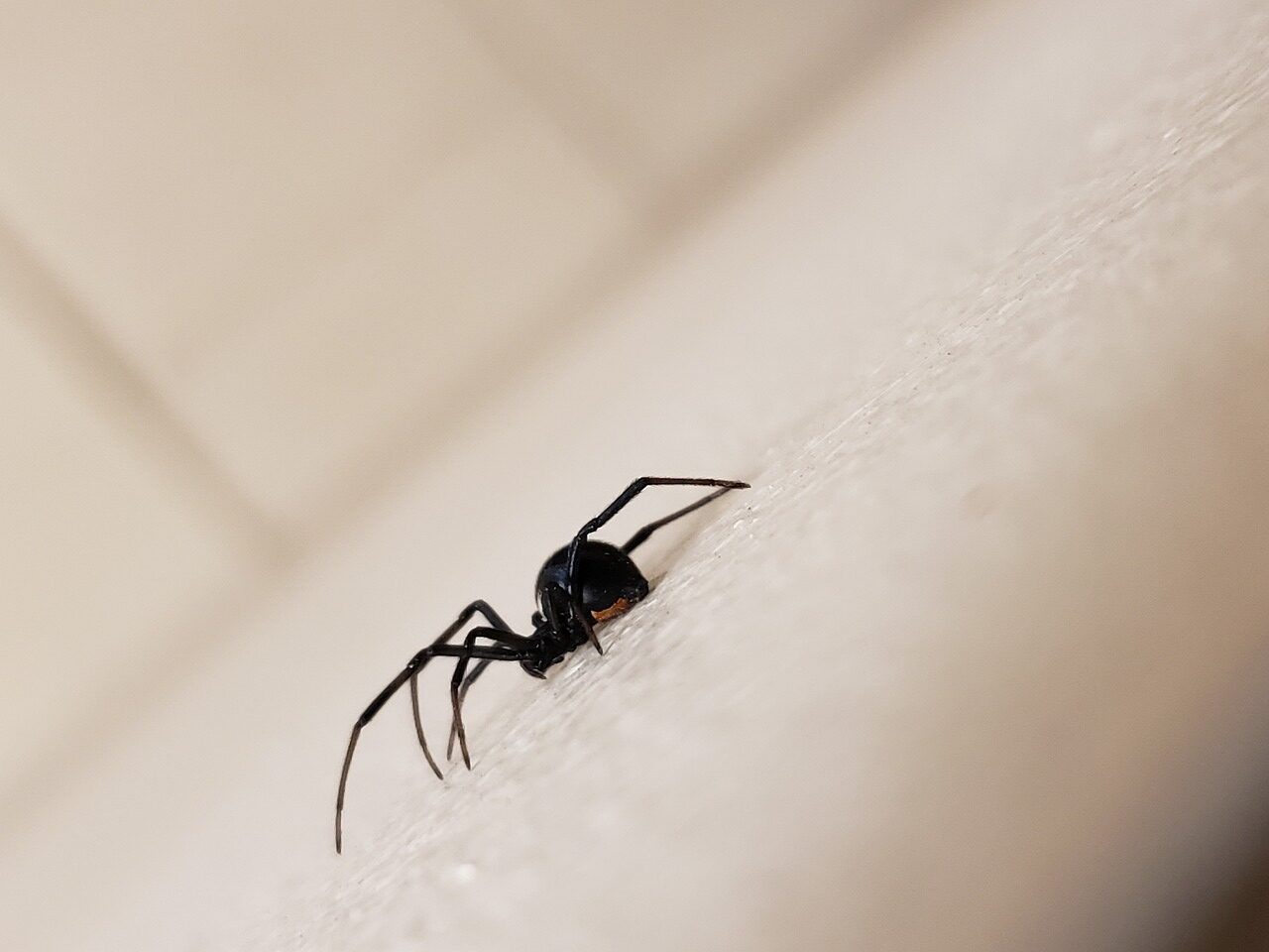 (Fałszywa) czarna wdowa w Holandii? - Głos Polski